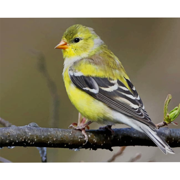 American Goldfinch Paint By Numbers Kit | Art Of Paint By Numbers